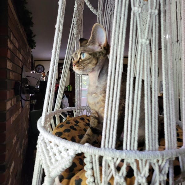 Beginner Macrame Dragon PDF Pattern, Macrame PDF Tutorial, Macrame Pattern With Step Be Step ...