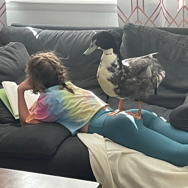 High Quality ORIGINAL - Duck Chicken Goose Diaper Harness - Adjustable ...