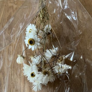 Dry and Preserved Botao Flowers, Dry Babala, Dry Worm Grass in Fuchsia ...