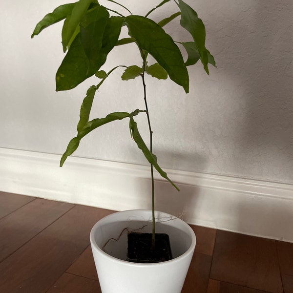 Spanish Lime Genip Guinep Ginepa Limoncillo Mamoncillo Fruit Seedling ...