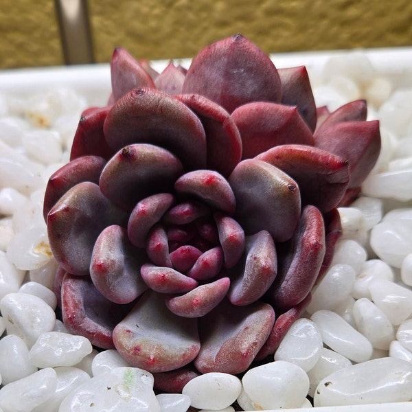 Echeveria Ariel Rare Succulent Plants Live, 2 Heads 3-3.5” Red, Bare ...
