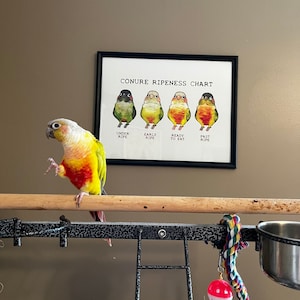 Lovebird Ripeness Chart Poster | Etsy