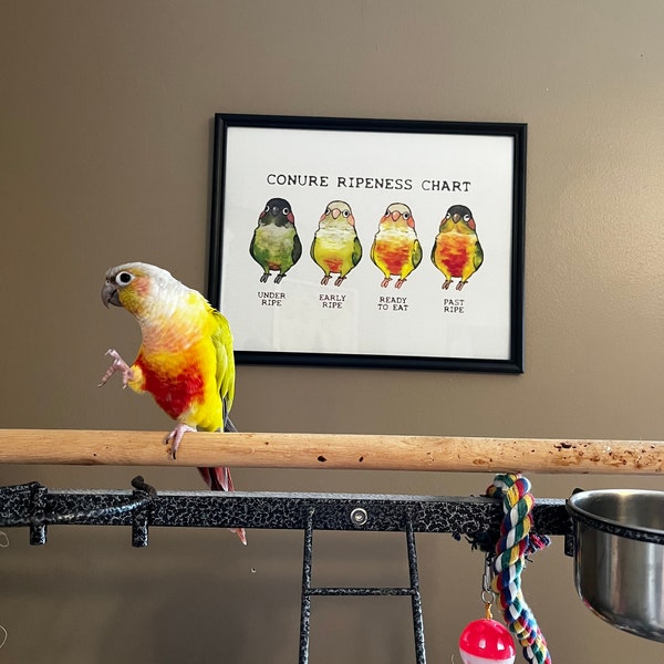 Conure Ripeness Chart Poster - Etsy