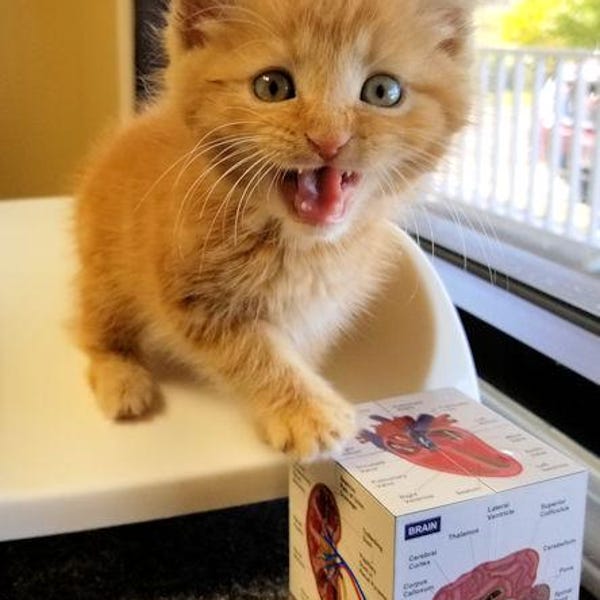 Veterinary Anesthesia Cheat Sheets Vet Tech Notes Vet Nurse Anesthesia ...