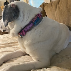 ACU Digital Camo Dog Collar by Swanky Pet - Etsy