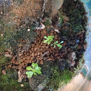 Custom Moss Garden Design Detailed Plant List & Support Designed for ...
