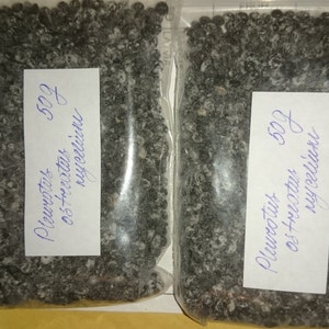 10 G Fresh OREGON BLACK TRUFFLE Mycelium Leucangium | Etsy Canada