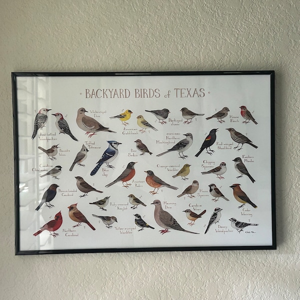 Texas Backyard Birds Field Guide Art Print / Watercolor Painting Print ...