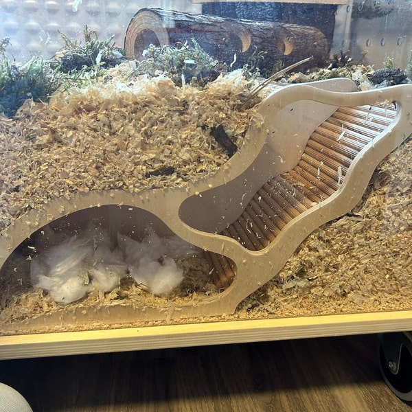 Hamster Stairs, Staircase, Ladder, Bridge, in Natural Wood (hamster ...