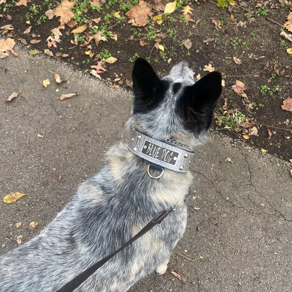 Leather Dog Collar, Personalized Name Plate, Bucket Studded Leather Dog ...