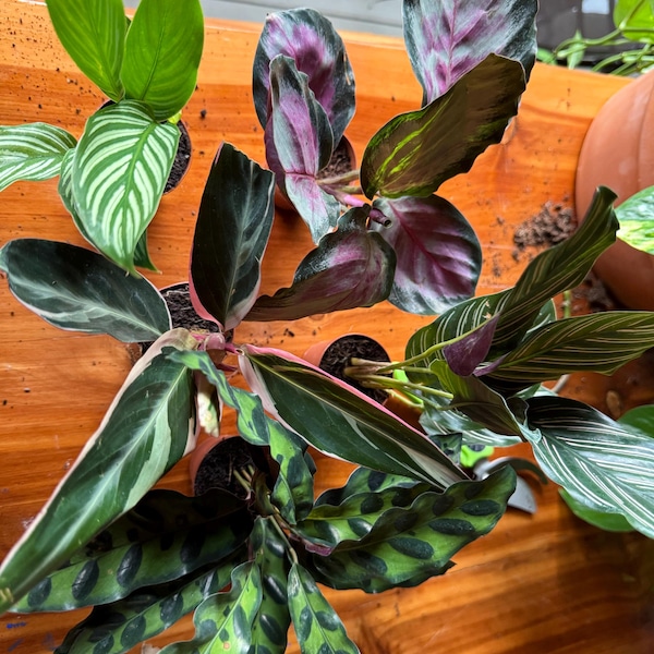 Calathea Assorted Starter Pack | Calathea Starter Plants | Rooted ...