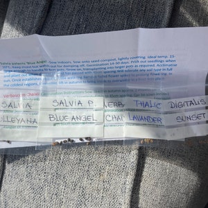 Astrantia MAXIMA 15 SEEDS great Masterwort Hardy Perennial - Etsy