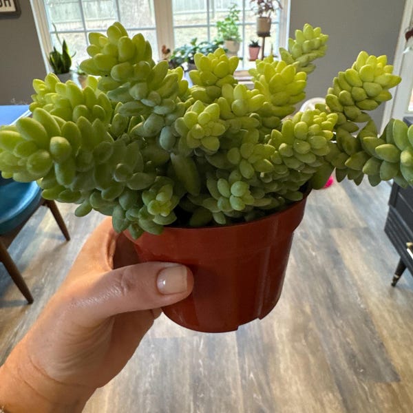 Sedum Dasyphyllum Major Blue Tears Sedum Live Succulent Plants 2 4 6 ...