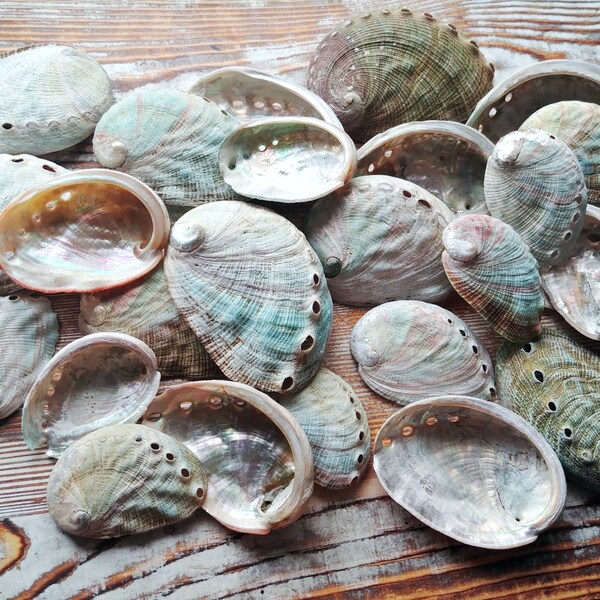 Bulk Polished Red Abalone Shells (25) -size 1"- 3" Seashells, Jewelry ...