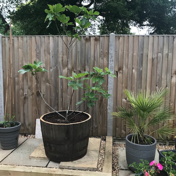 Large 50cm Tall Oak HALF BARREL Tree Shrub Bush Flower Garden Planter ...
