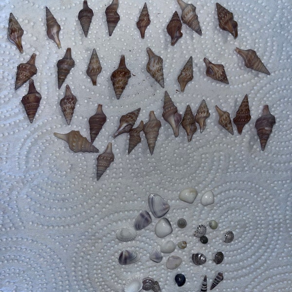 White Coquina 1/2" Clam Seashells 1/4 Cup = 500+ Shells- Washed, Sorted ...