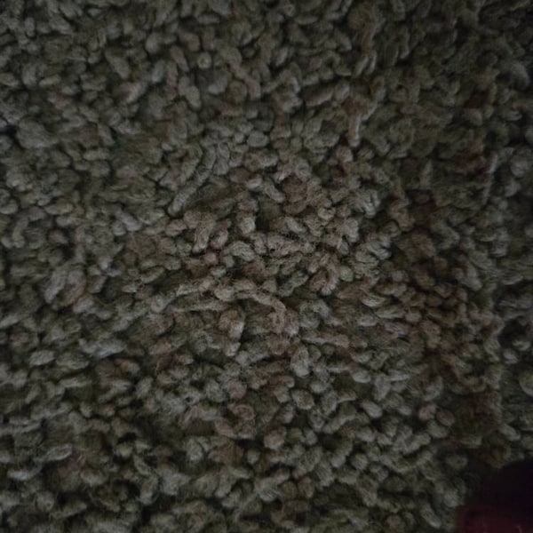 Dried Jackfruit Leaf Jak Jaca All Natural Whole Leaf Gluten/caffeine ...