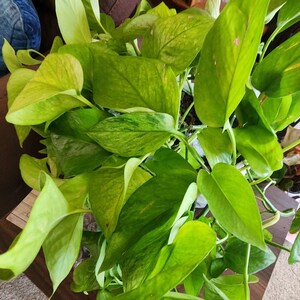 Epipremnum Aureum Carnival Teruno Series Pothos Fully Rooted Plant - Etsy