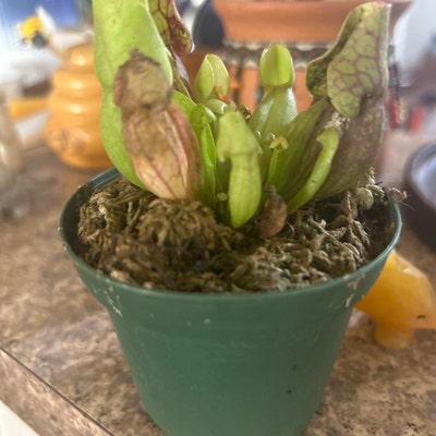 Live Black Bat Flower Buds Forming on Many Now 1 Gallon - Etsy