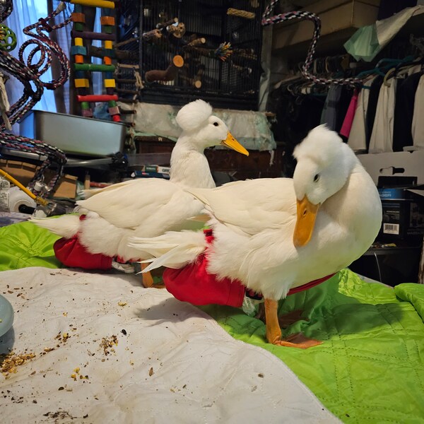 Bird Tuxedo | Bird Diaper | Bird Flightsuit | Bird Costume | Tux With ...