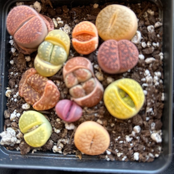 Rare Succulent - Colorful Assorted Lithops Sp. - Etsy