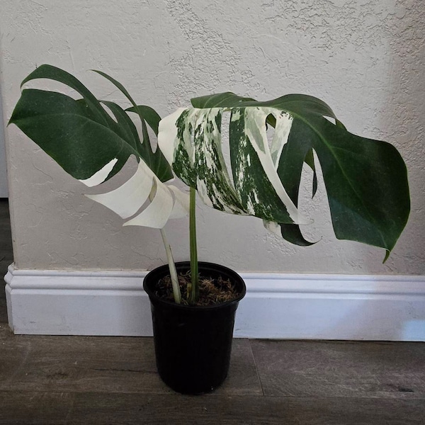 Variegated Monstera Albo Full Rooted Plant Leaves High Variegation 4 ...
