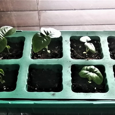 Orange Lakeview Jasmine Plant murraya Paniculata Seeds - Etsy