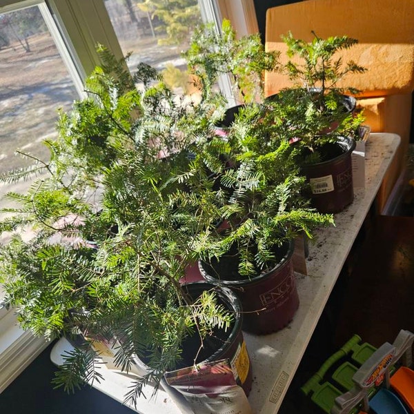 6+ Red Spruce Tree Seedlings From Maine - Etsy
