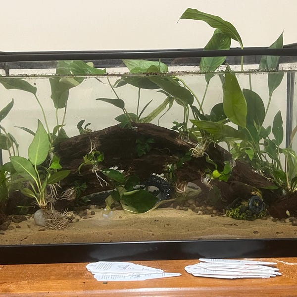 BUY2GET1FREE Java Moss, Bogor Moss Aquarium Plant | Easy Aquarium Plant ...