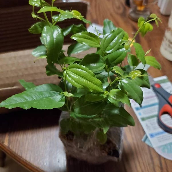 Jujube 'GA 866' Starter Tree 2-4 Inch | Ziziphus Jujuba / Chinese Red ...