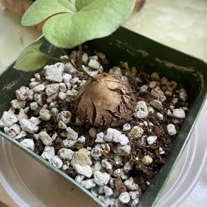 Stapelia Rufa - Etsy