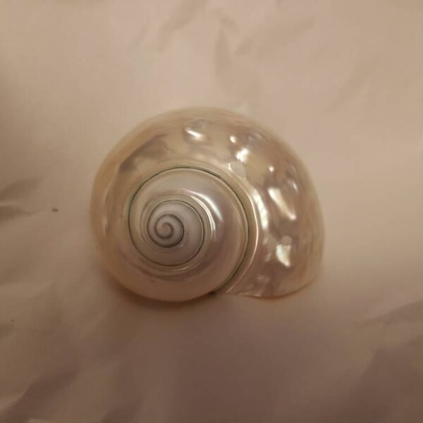 Nautilus Shell Light Tonna Shell Light Coastal Seashell Light Conch ...