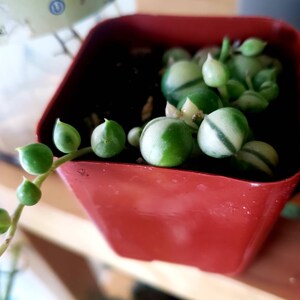 RARE Crassula Tabularis Pagoda Village Succulent Plant | Etsy