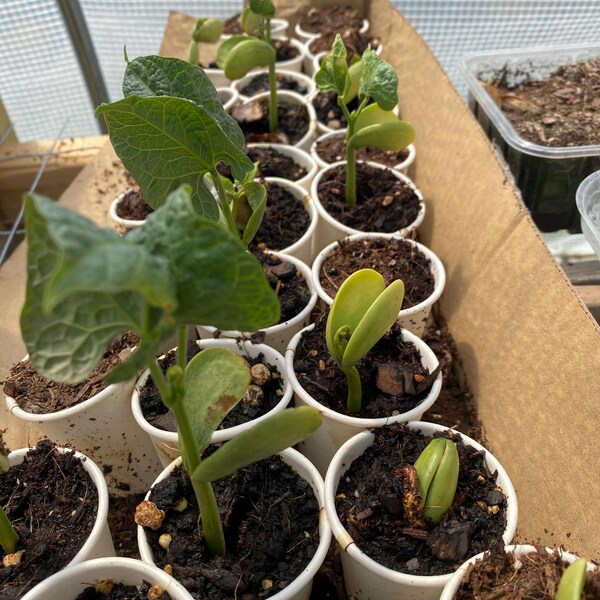 Ivory Maskal Teff Seed - Ethiopian Xaafi Ancient Grain Crop Seeds (0 ...