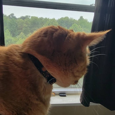 Cat Collar Steampunk Victorian Stripes or Floral With - Etsy