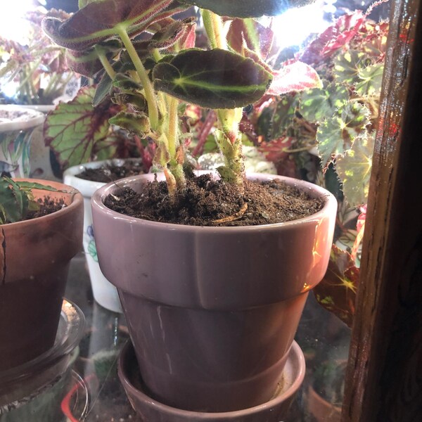 Striped Begonia | Begonia Listada | Rare Begonia | 4in Pot - Etsy