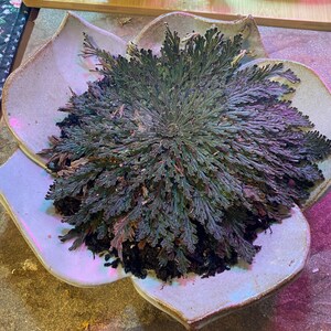 Nessastores Mexican Flat Sea Shell Beach Craft Scallop 2 - Etsy