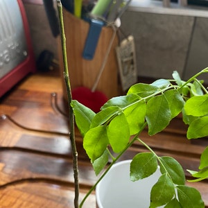 Bel Patta / Bael Patra / Bilva Bel Leaf Aegle Marmelos Plants - Etsy UK