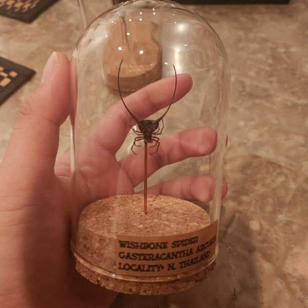 Giant Roly Poly Pill Bug, Sphaeropoeus Lugubris, Mounted in a Bell Jar ...