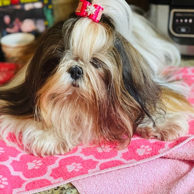 Dog Bows & More copper Topknot Dog Show Bow. Shih Tzu Show Bow, Yorkie ...