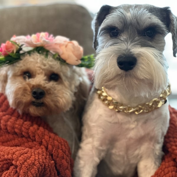 Texturized Cuban Link Dog Chain, Custom Dog Chain, Handmade Dog Collar ...