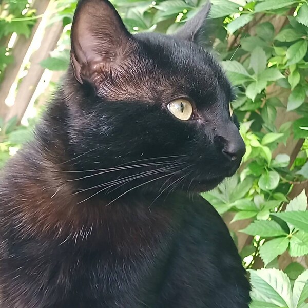 SHARP PC-1401 Programmable (BASIC), Scientific Calculator - Etsy