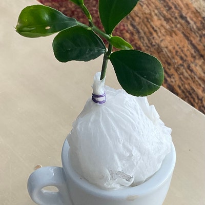 Meyer Lemon Seedling. Live Lemon Tree Sapling. Starter Plant From Seeds ...