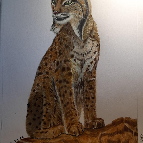 Detailed Animal Sketches 2. A Coloring Collection by Tim Jeffs - Etsy