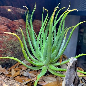 Aloe White Fox Rare Succulent Live Plant - Etsy