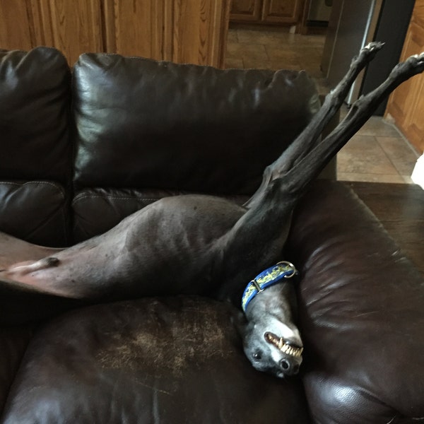 Life is Greyt Sticker Decal Greyhound - Etsy