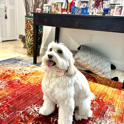 Coral Dog Bow Tie Coral Wedding Dog Collar Coral Pet Wedding - Etsy