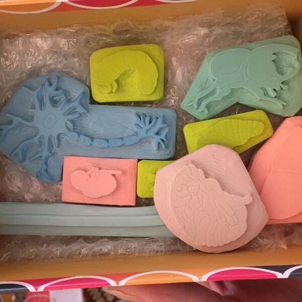 Human Anatomy Art, Human Anatomy Hand Carved Stamps, Biology Crafts for ...