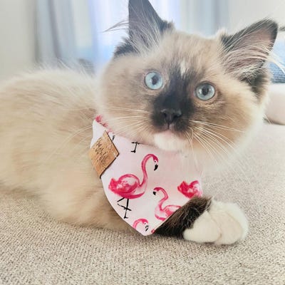 Handmade Denim USA Appliqué Embroidered Eyelet Trim Design Bandana, Cat ...