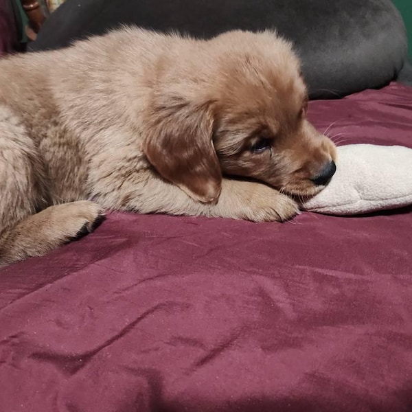 Catnip Cannoli Cat Toy - Etsy